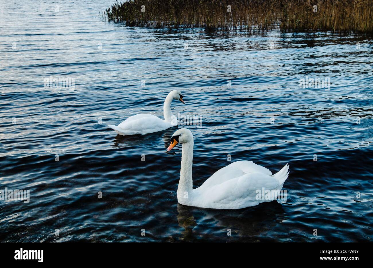 Swans outside of Ross Castle in Lough Leane, Killarney National Park ...