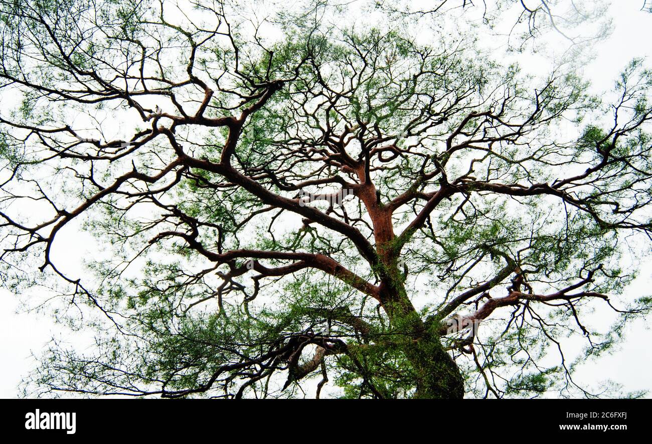 tree in the sky, Kyoto, Japan Stock Photo - Alamy