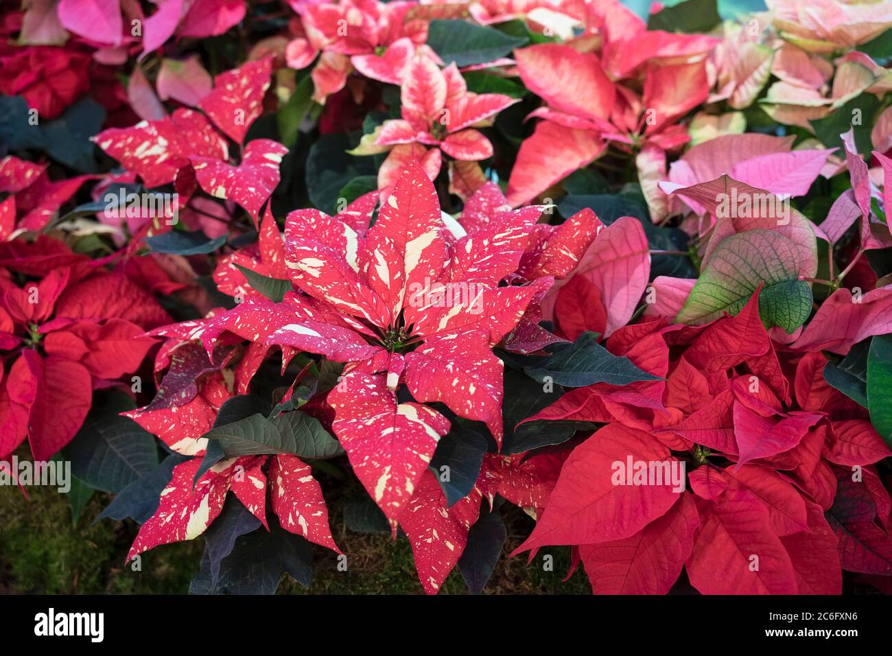 Christmas poinsettia flower, unique shades, holiday plants, view from ...
