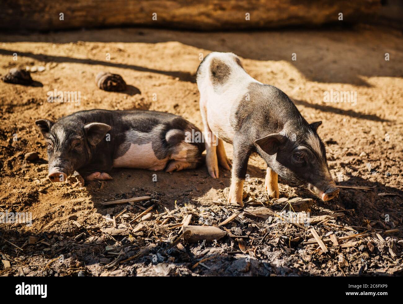 pigs in a farm in Ban Yang village, Laos, Southeast Asia Stock Photo ...