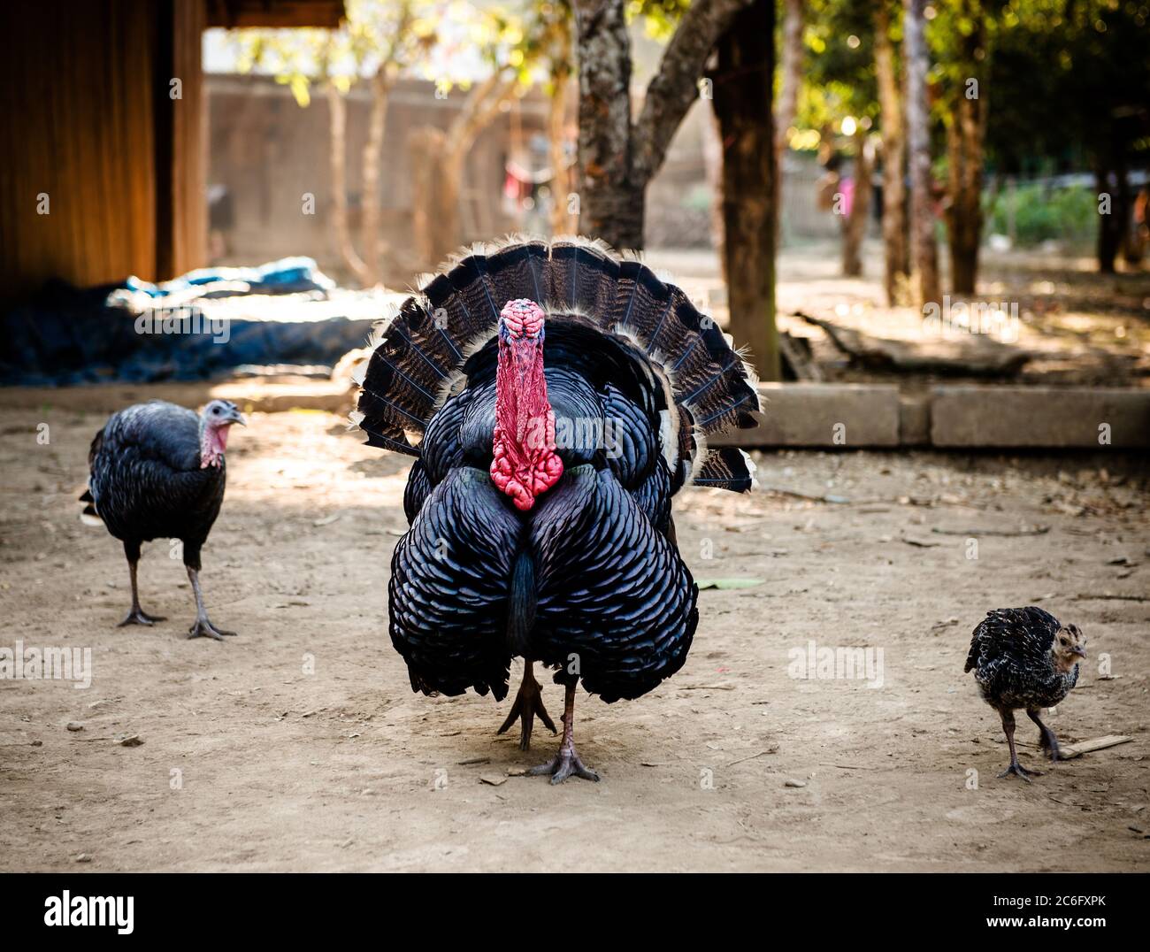 Domestic Turkeys at a farm in Ban Yang village, Laos, Southeast Asia ...
