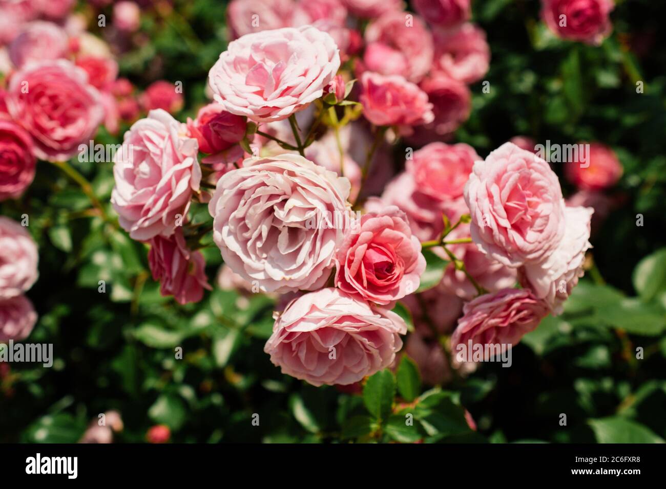 Blooming beautiful bunch of roses in spring garden Stock Photo - Alamy