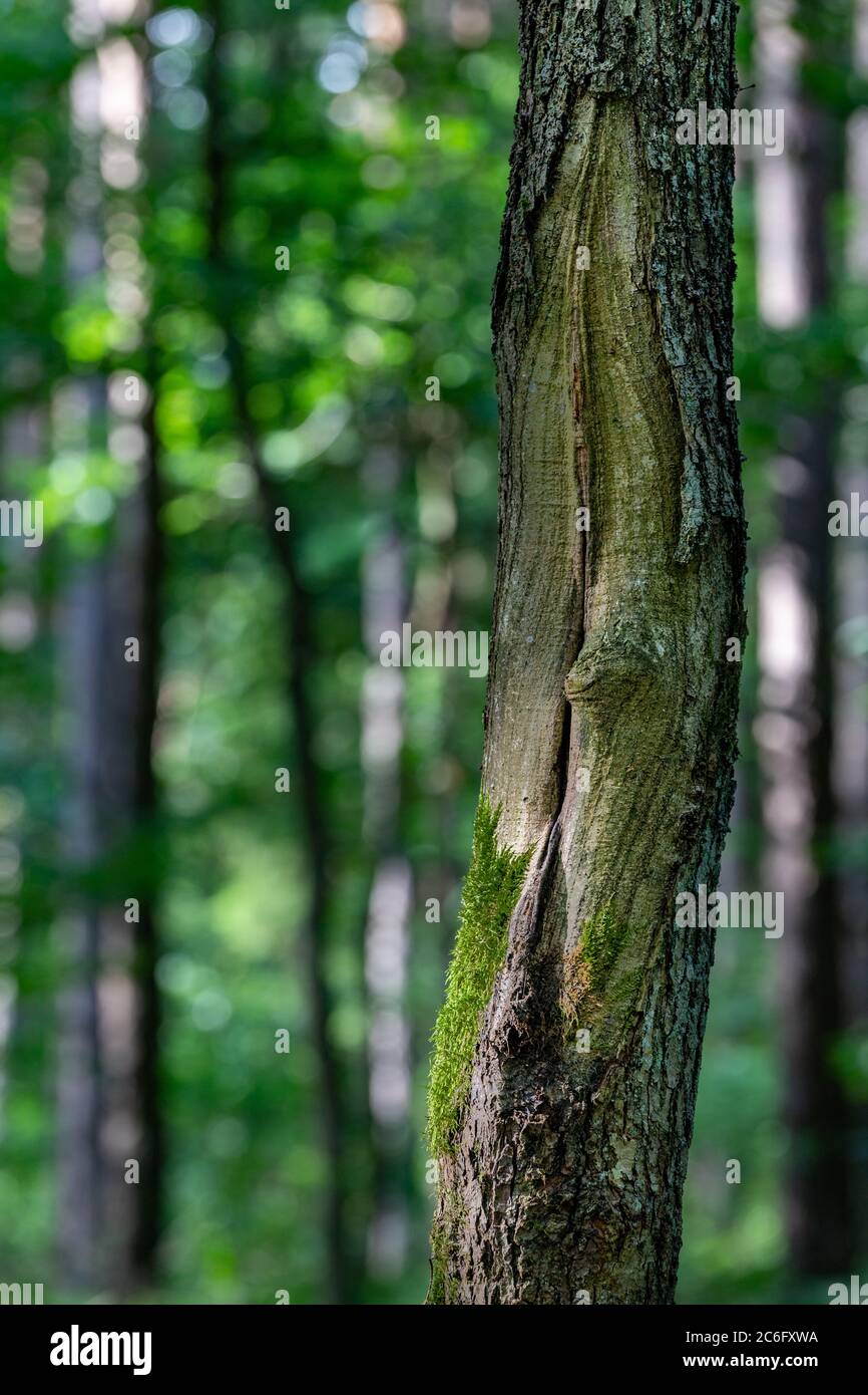 Destroyed oak tree bark. Old oak trunk damage. Summer season Stock ...