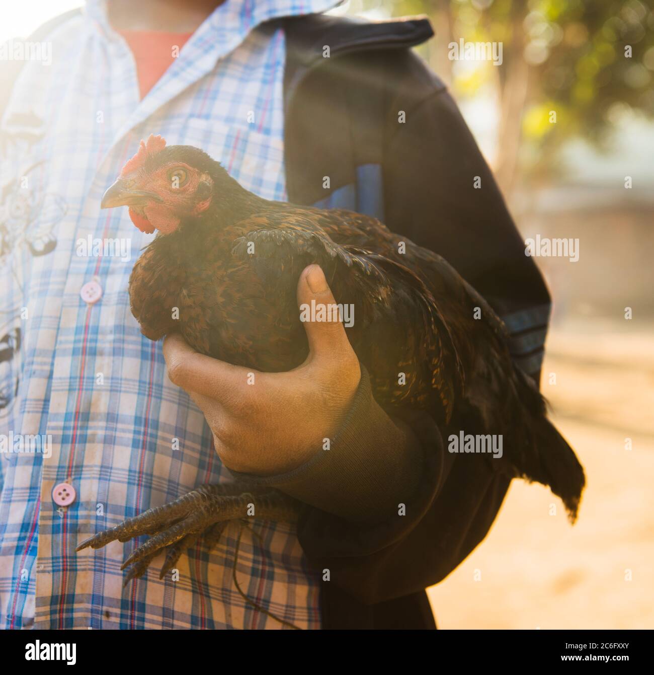 boy holding a chicken on a farm in Ban Yang village, Laos, Southeast ...