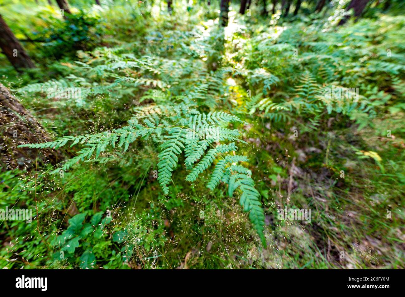 Fern in a coniferous forest. Plant undergrowth in the forest of Central ...