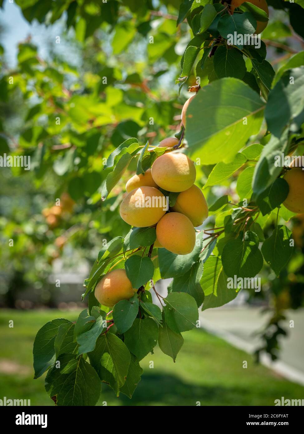 Apricots growing on a tree, in Bologna, Italy Stock Photo - Alamy
