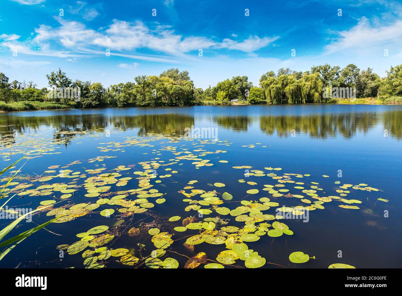 Calm pond and water plants in a beautiful summer day Stock Photo - Alamy