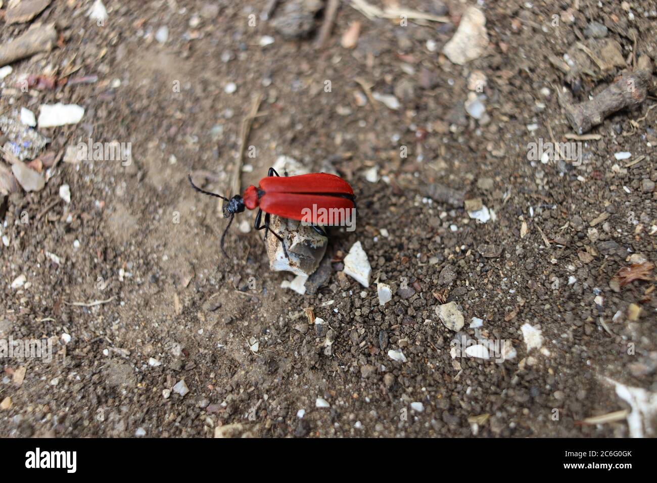 Bug nature hi-res stock photography and images - Alamy