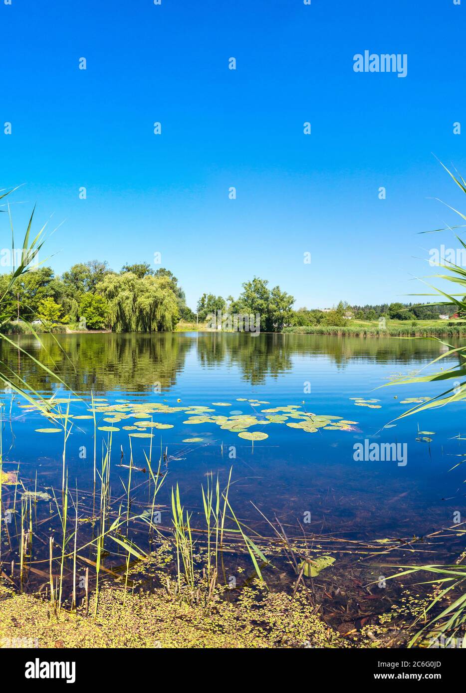 Calm pond and water plants in a beautiful summer day Stock Photo - Alamy