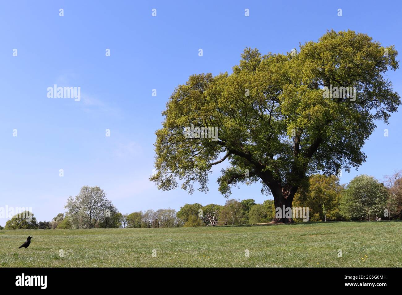 Bird Looking Up At Big Tree Stock Photo - Alamy
