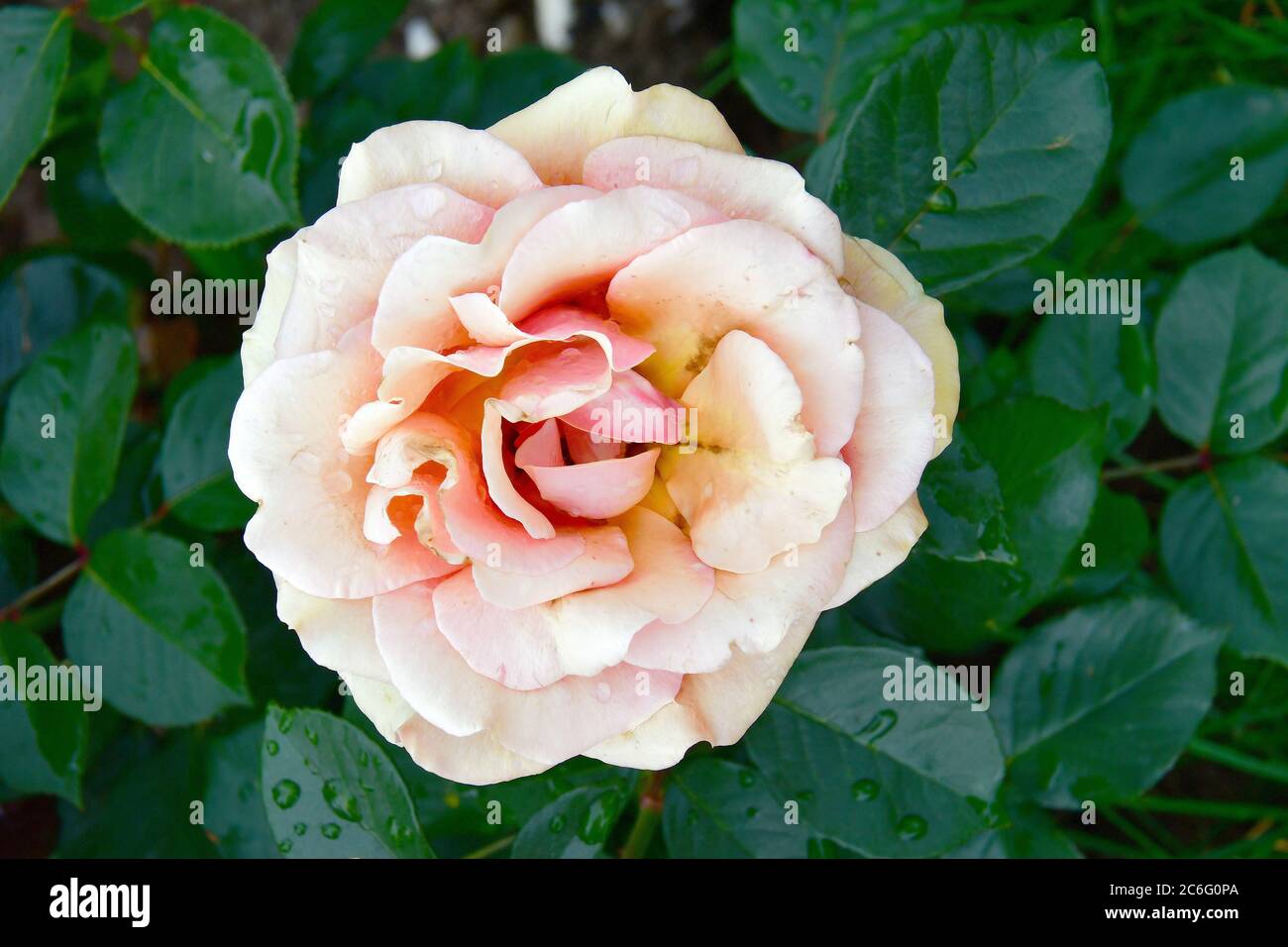 Rose, Rosen, rózsa, Rosa sp., Ashram Stock Photo - Alamy