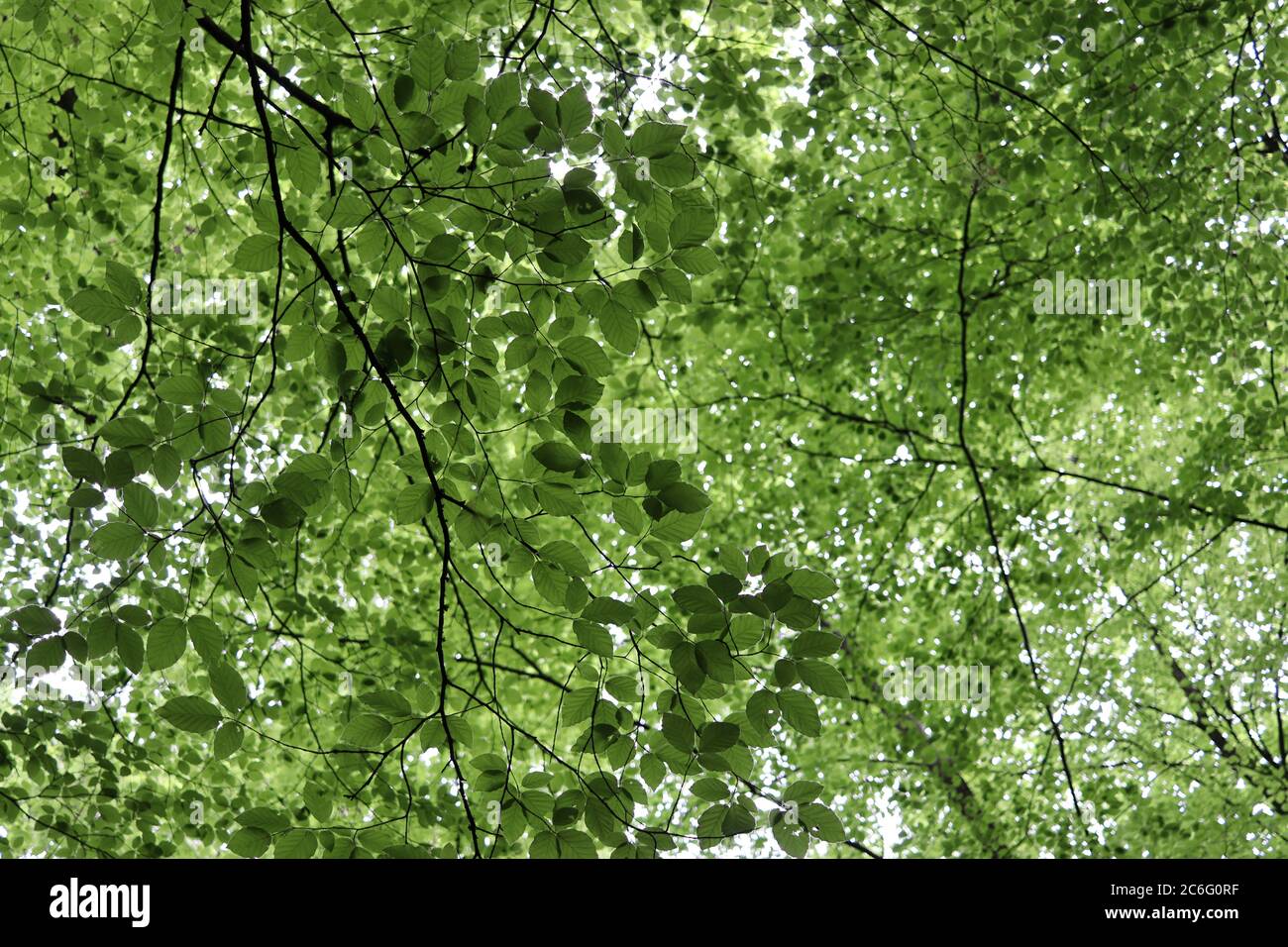 Shades of green leaves hi-res stock photography and images - Alamy