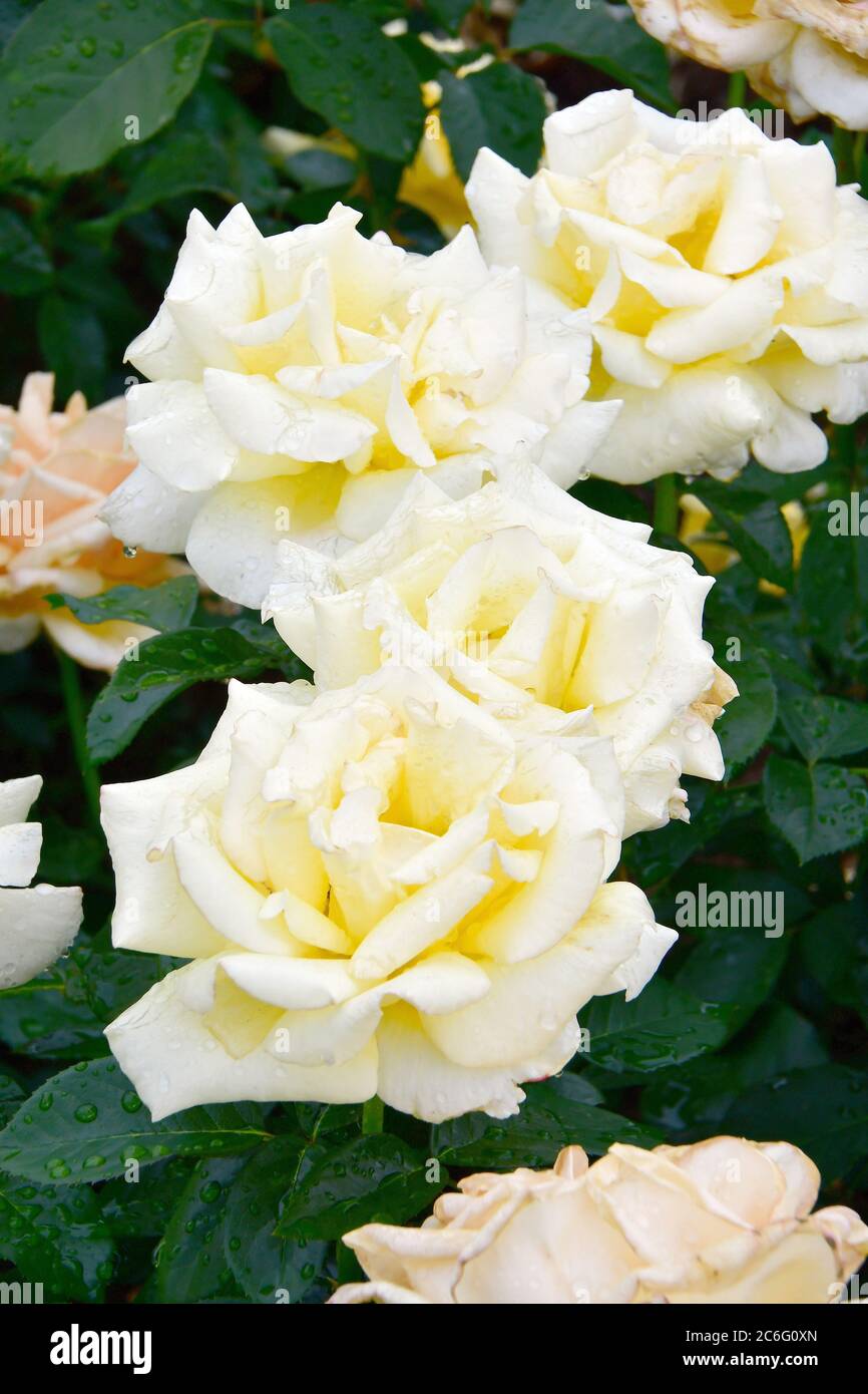 Rosa glorious hi-res stock photography and images - Alamy