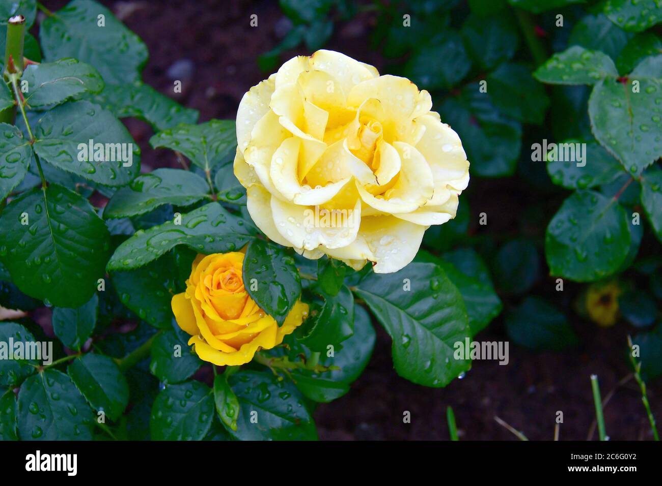 Rose rosa sp garden hi-res stock photography and images - Alamy