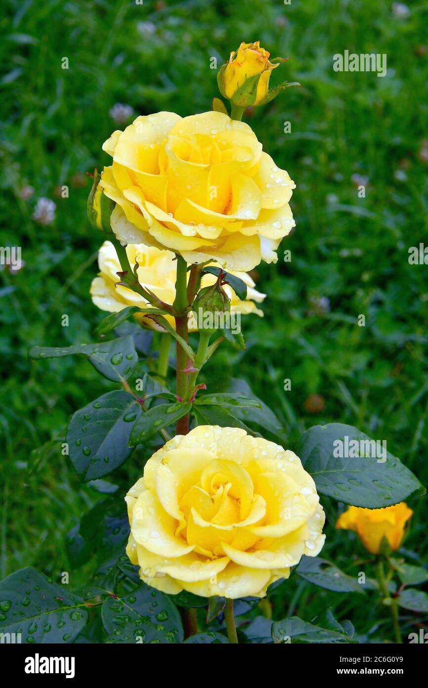 Rose rosa sp garden hi-res stock photography and images - Alamy