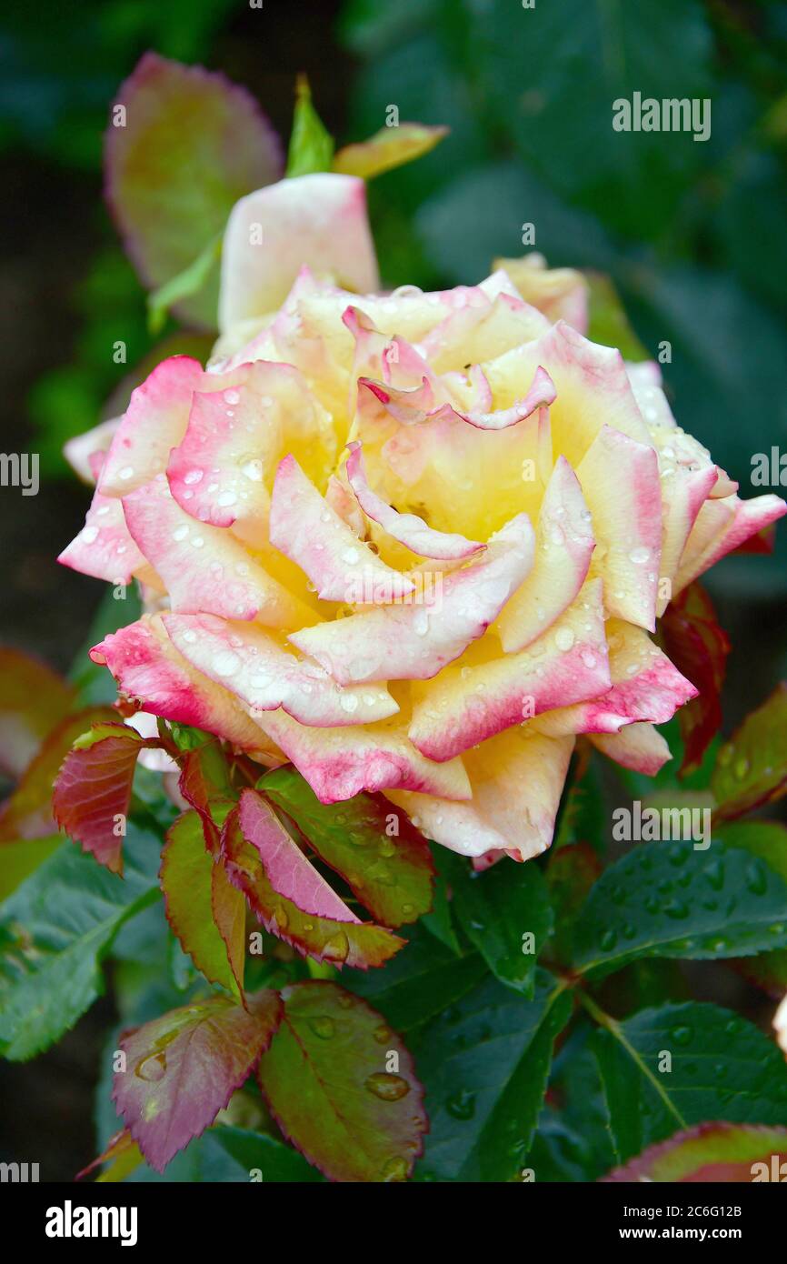 Honolulu rose hi-res stock photography and images - Alamy