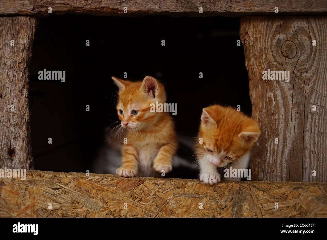 Two cute kittens in their wooden house. Interested in how to climb a ...