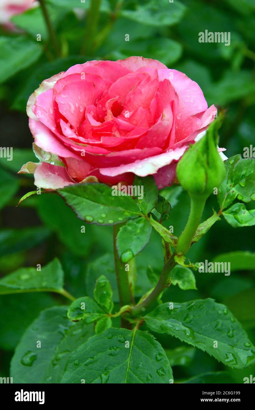 Rosa mondiale hi-res stock photography and images - Alamy