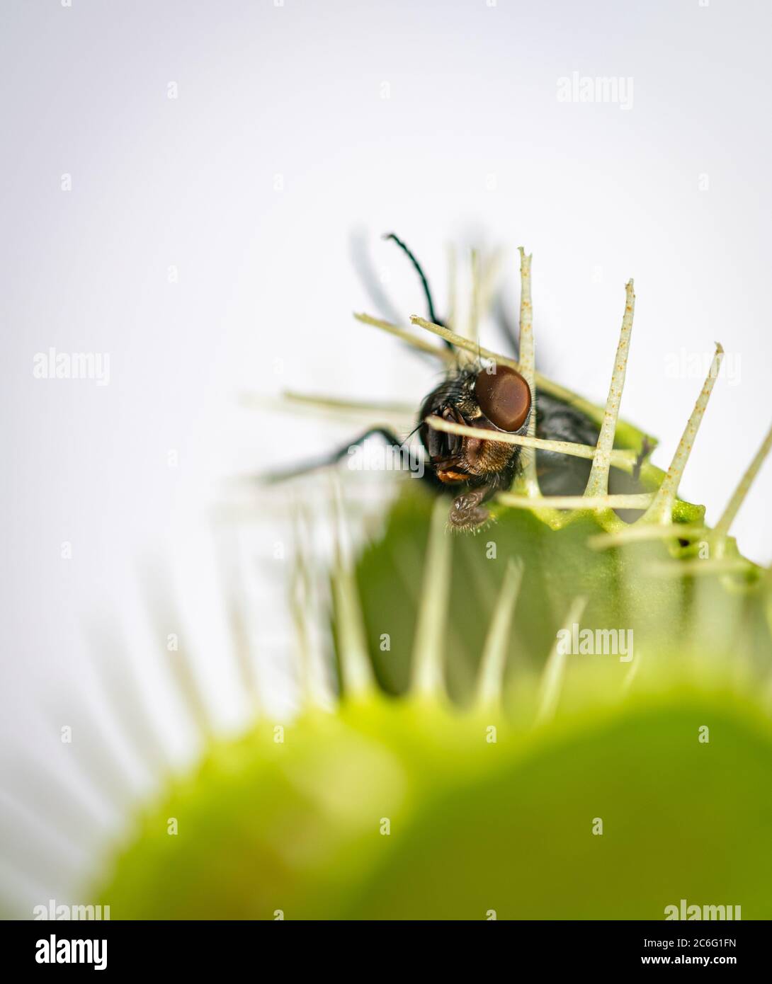 a single fly trapped inside a venus fly trap plant with its head ...