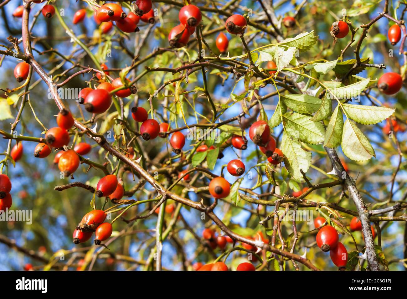collect medicinal rose hips in autumn, the rose-hip fruit tea, red rose ...
