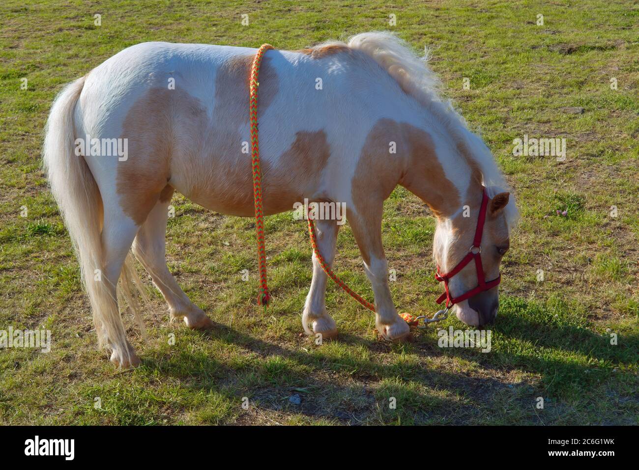 Pony on farm eating grass hi-res stock photography and images - Alamy