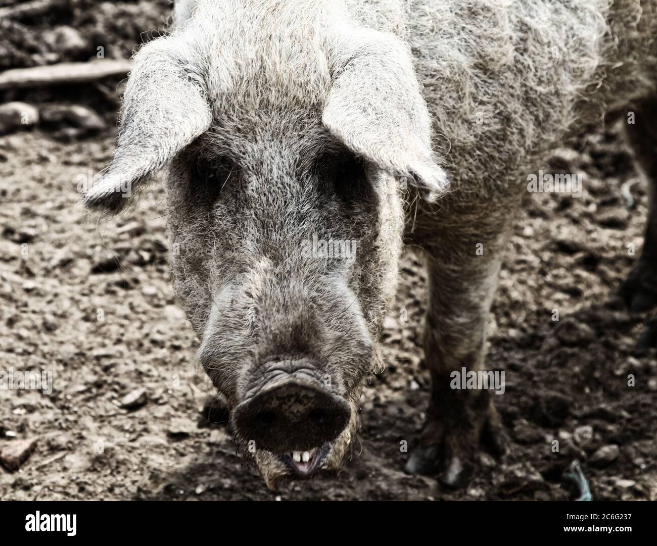 Pig Sty High Resolution Stock Photography and Images - Alamy