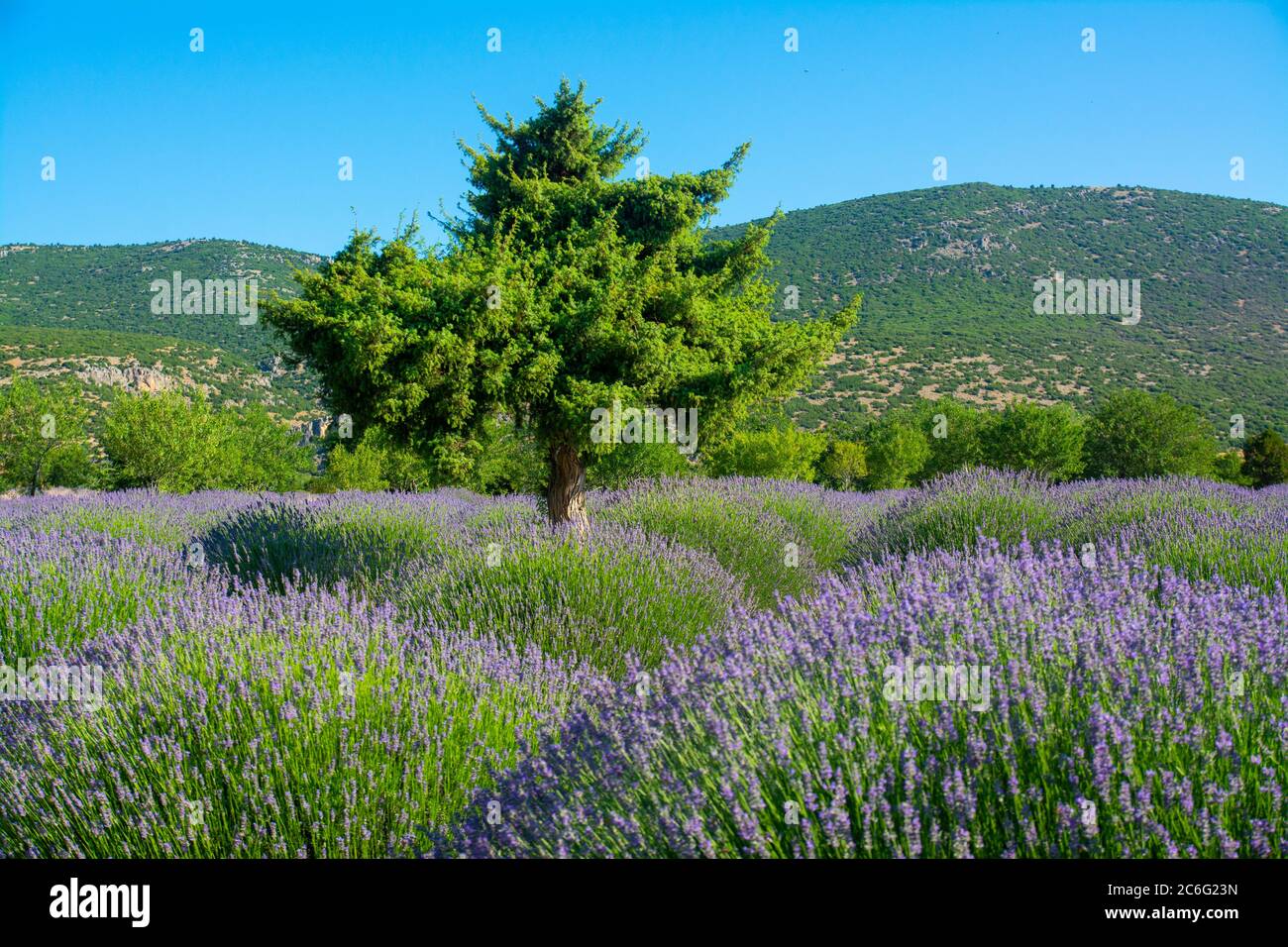Lavender field and the only tree in the middle in Isparta / Turkey ...