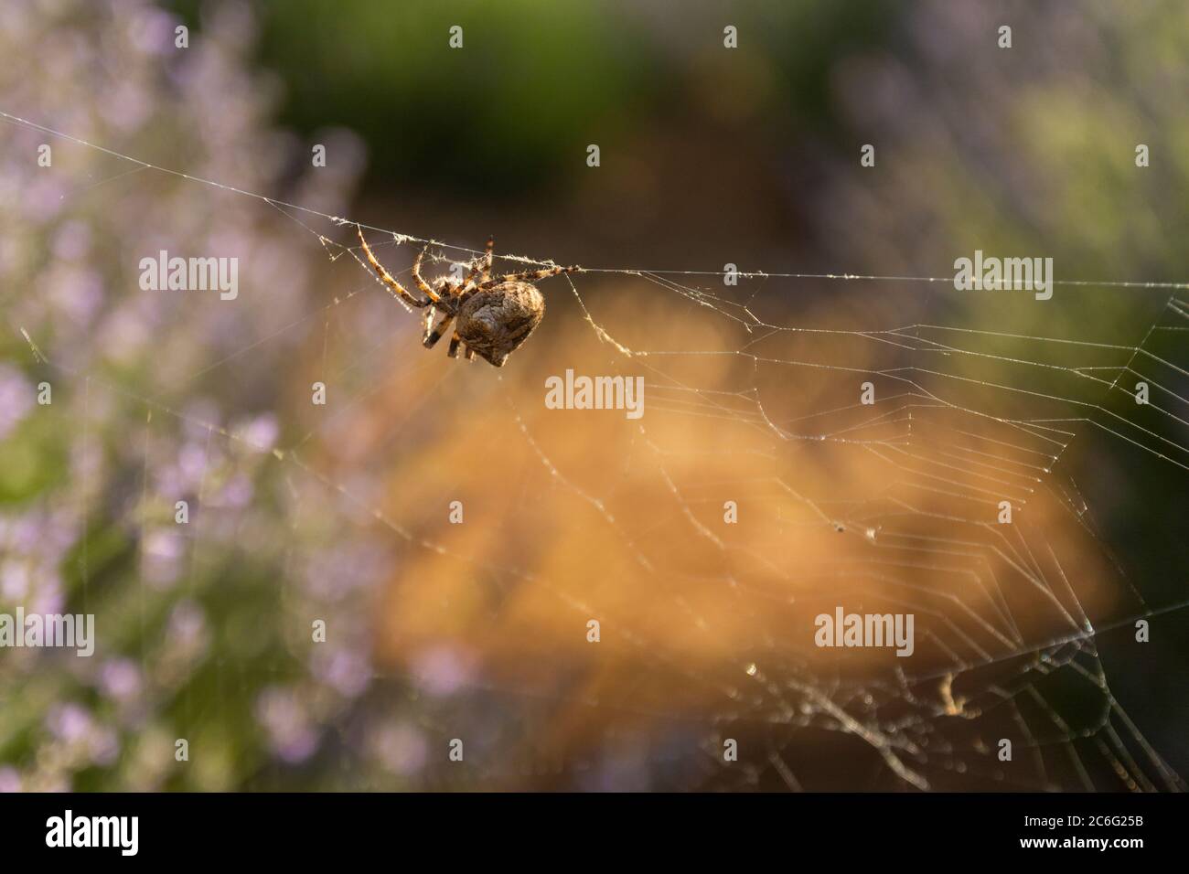 A large spider and its web in Turkey Stock Photo - Alamy