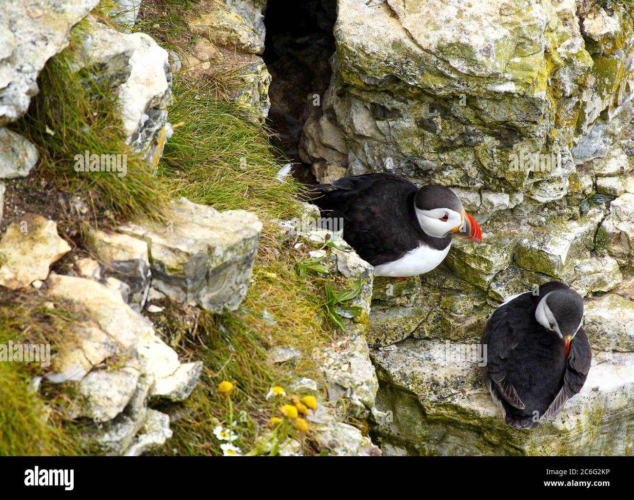 Nesting Puffins at Bempton Cliffs Scarborough Stock Photo - Alamy