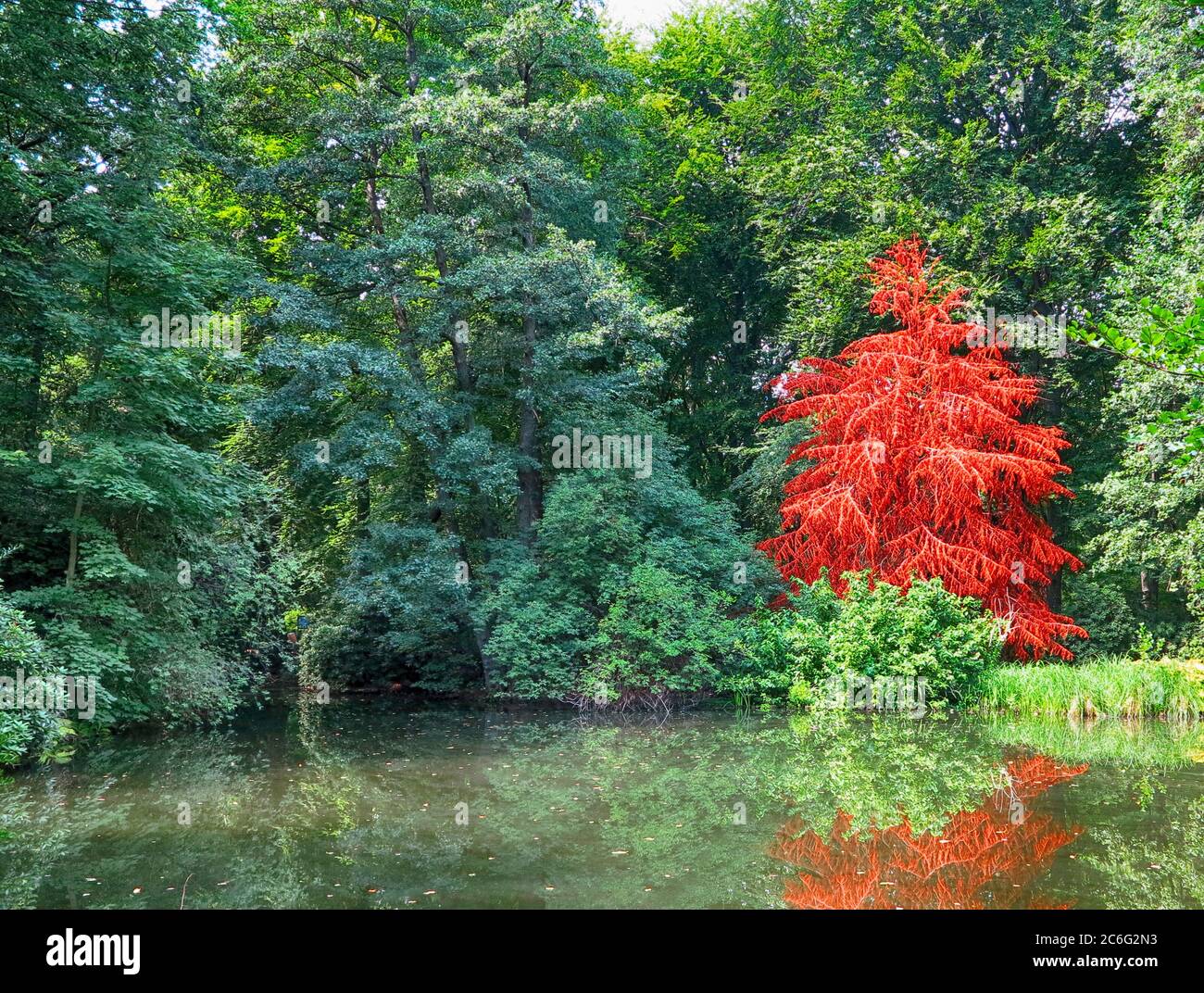 Lakeside copse hi-res stock photography and images - Alamy