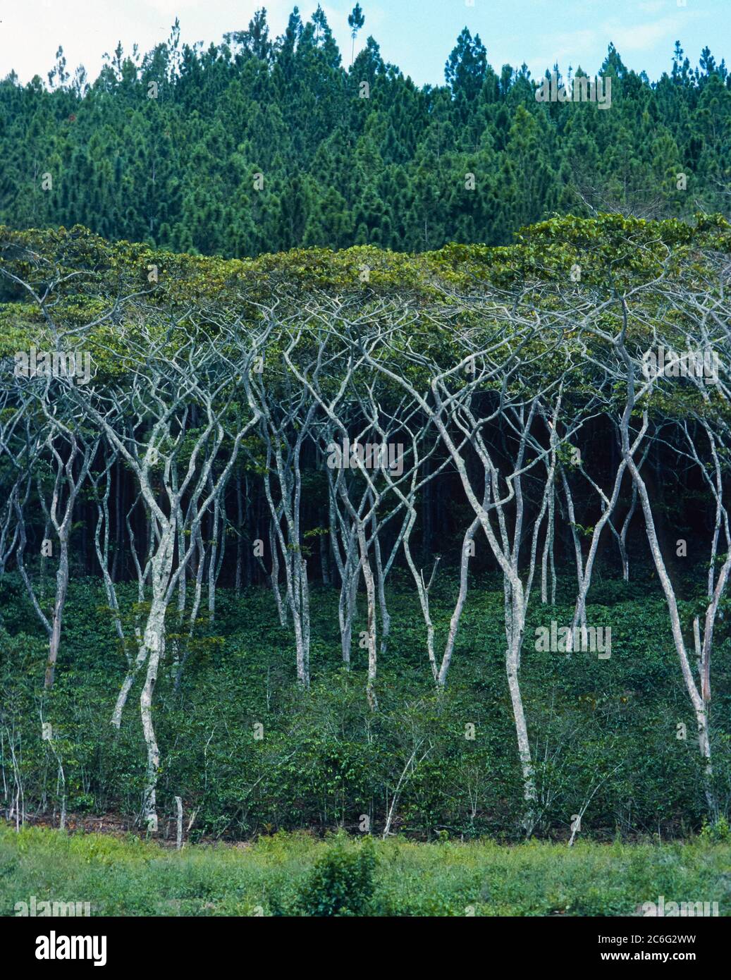 Venezuelan Trees