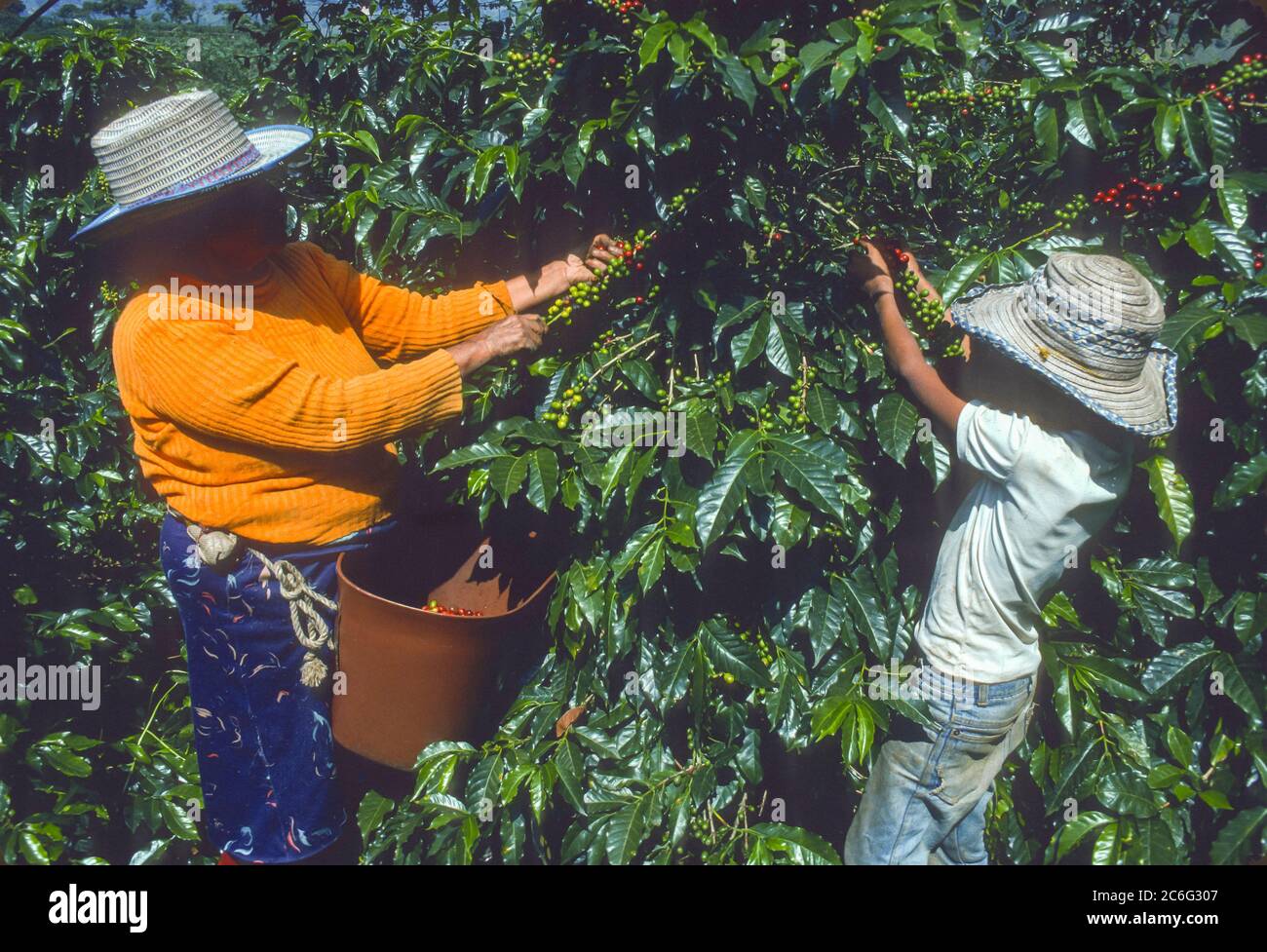 Harvest coffee hi-res stock photography and images - Alamy