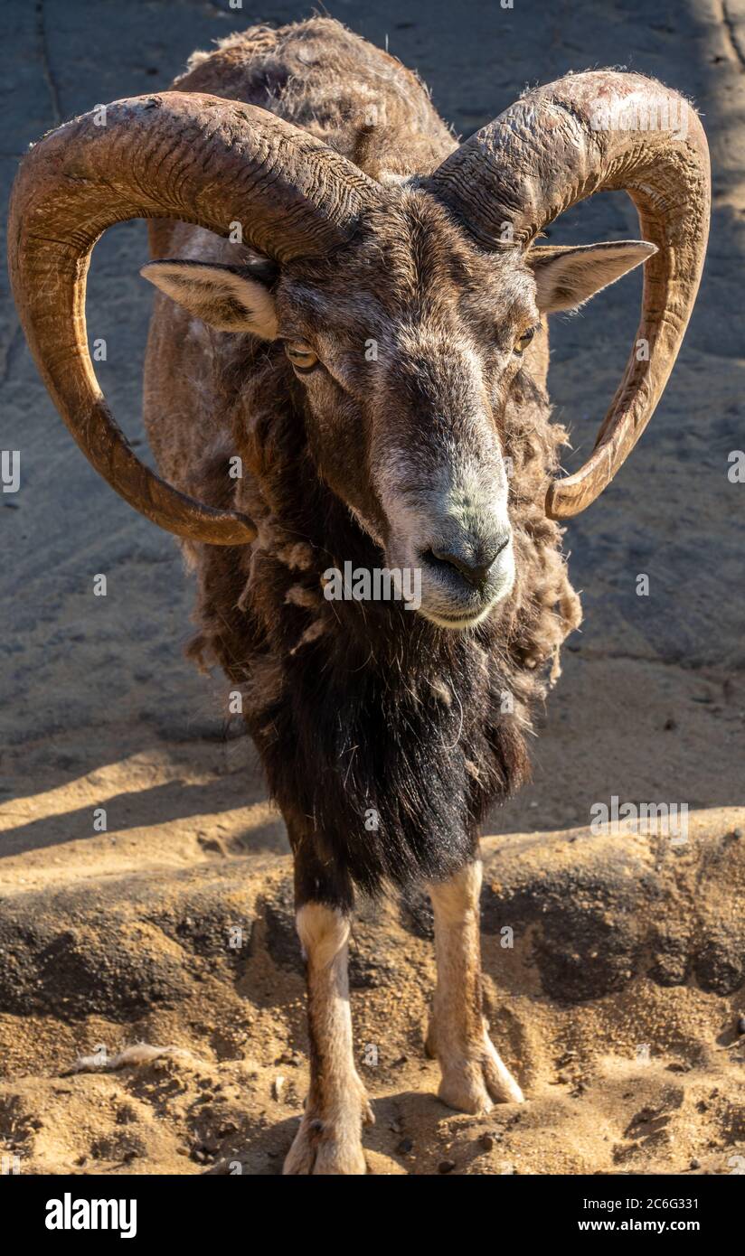 Goat Ram Horns High Resolution Stock Photography and Images - Alamy