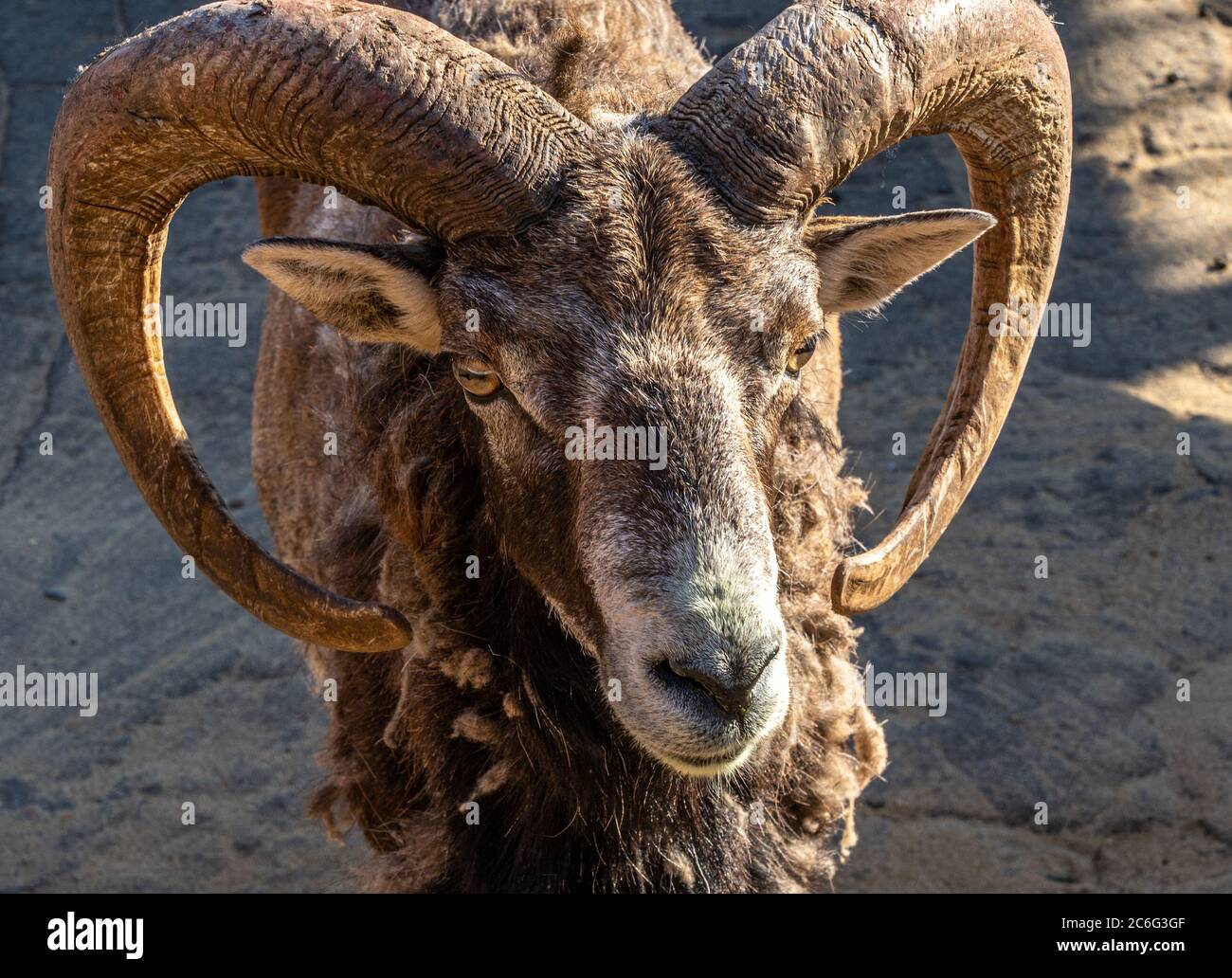 Goat Ram Horns High Resolution Stock Photography and Images - Alamy