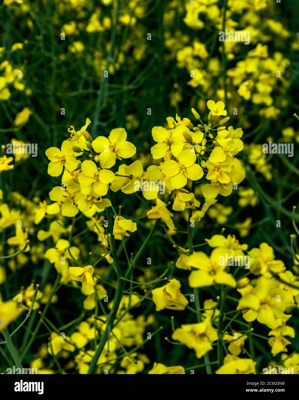 Rapeseeds baltic hi-res stock photography and images - Alamy