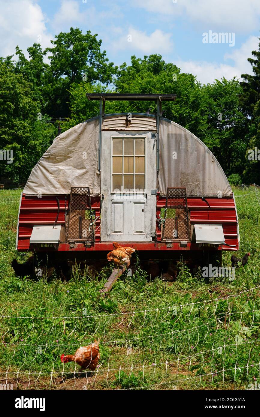Chicken outside a hen house Stock Photo - Alamy
