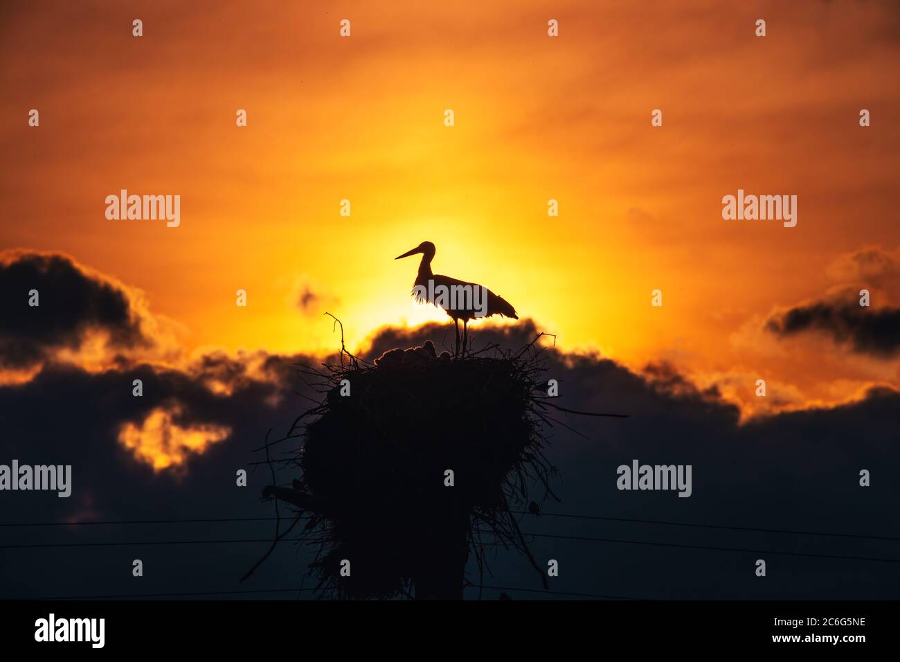 Storks feeding babies in a nest against sunset sky with clouds Stock ...
