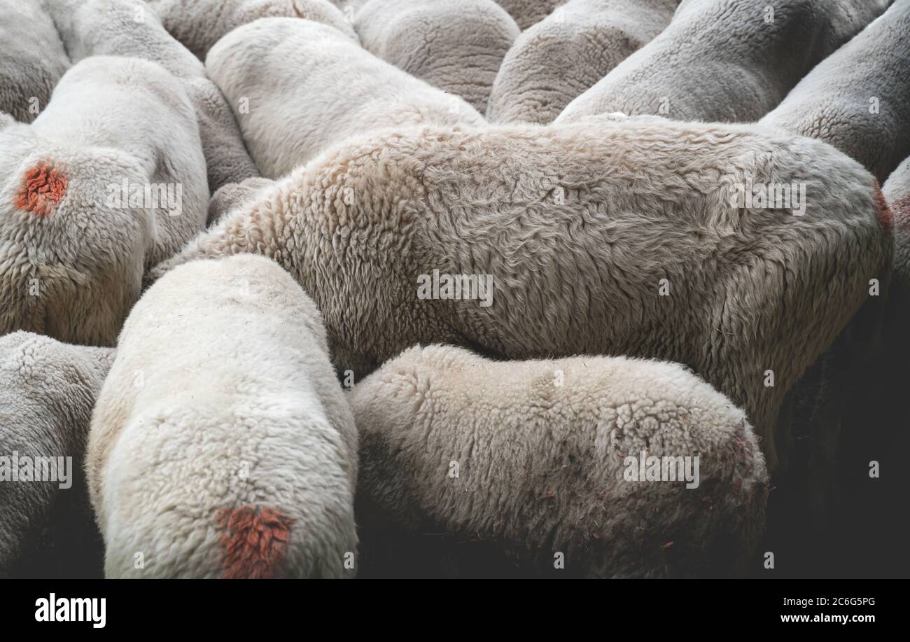 Flock of sheep with red marks on a farm putting the heads together ...