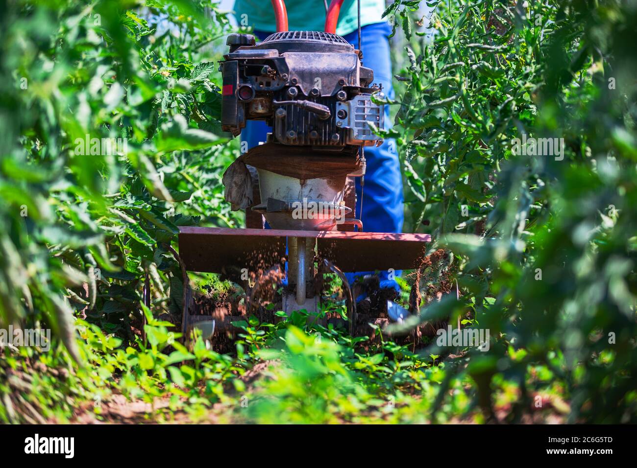 Farmer working with agriculture weeding machine around vegetable plants ...