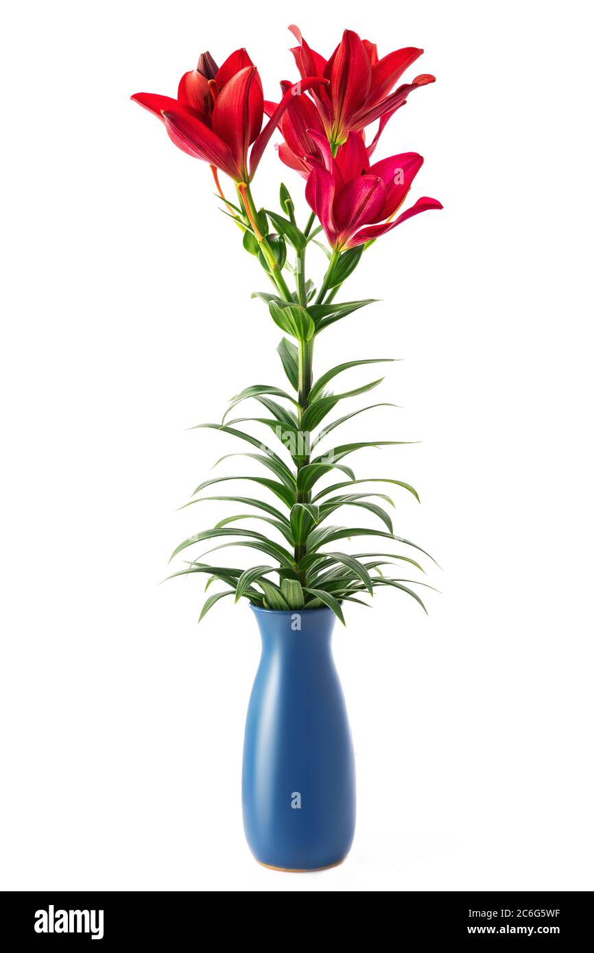 Beautiful red flowers in vase isolated on white background Stock Photo ...