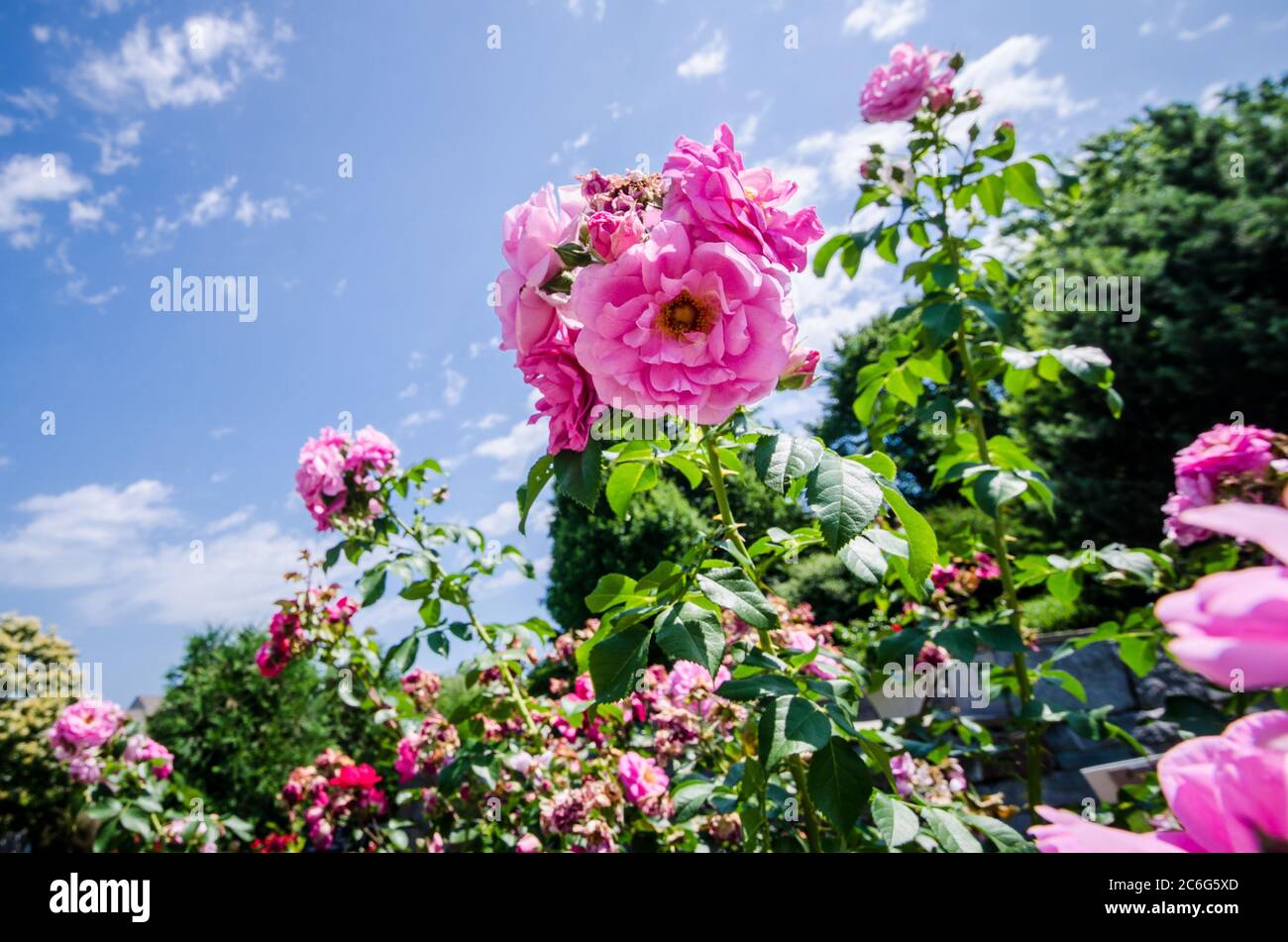 Artistic angle of a pink French Rose flower plants Stock Photo - Alamy