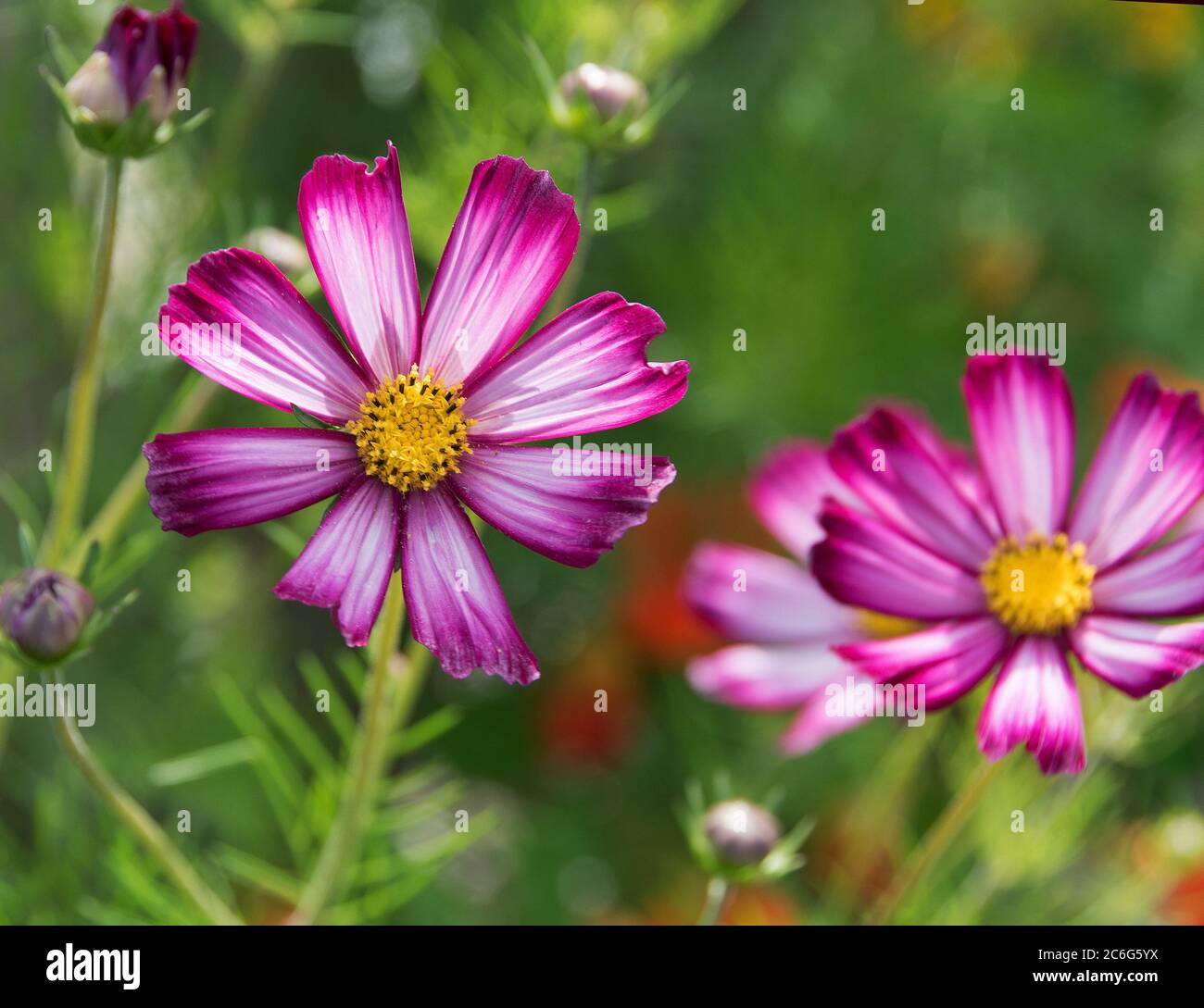 Cosmos cosimo red white hi-res stock photography and images - Alamy