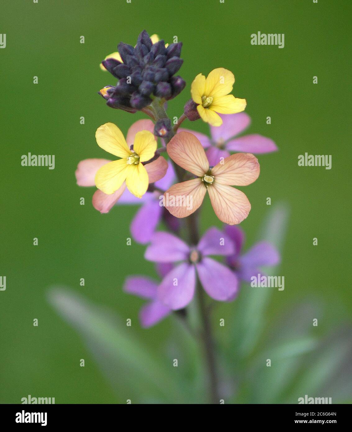 Erysimum cheiri 'Chelsea Jacket' Stock Photo - Alamy
