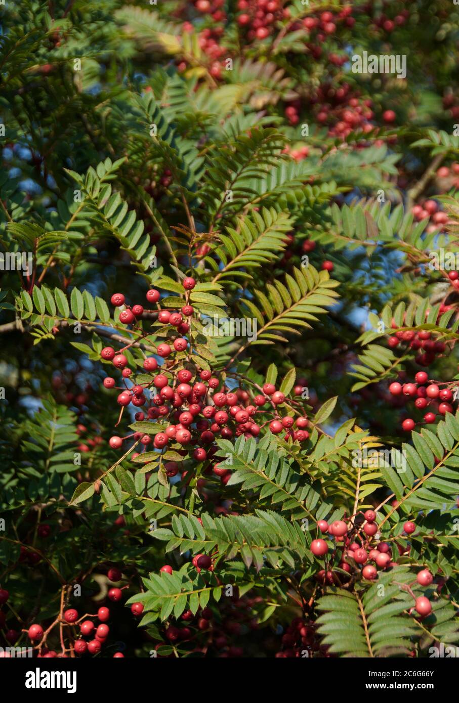 Sorbus vilmorinii hi-res stock photography and images - Alamy