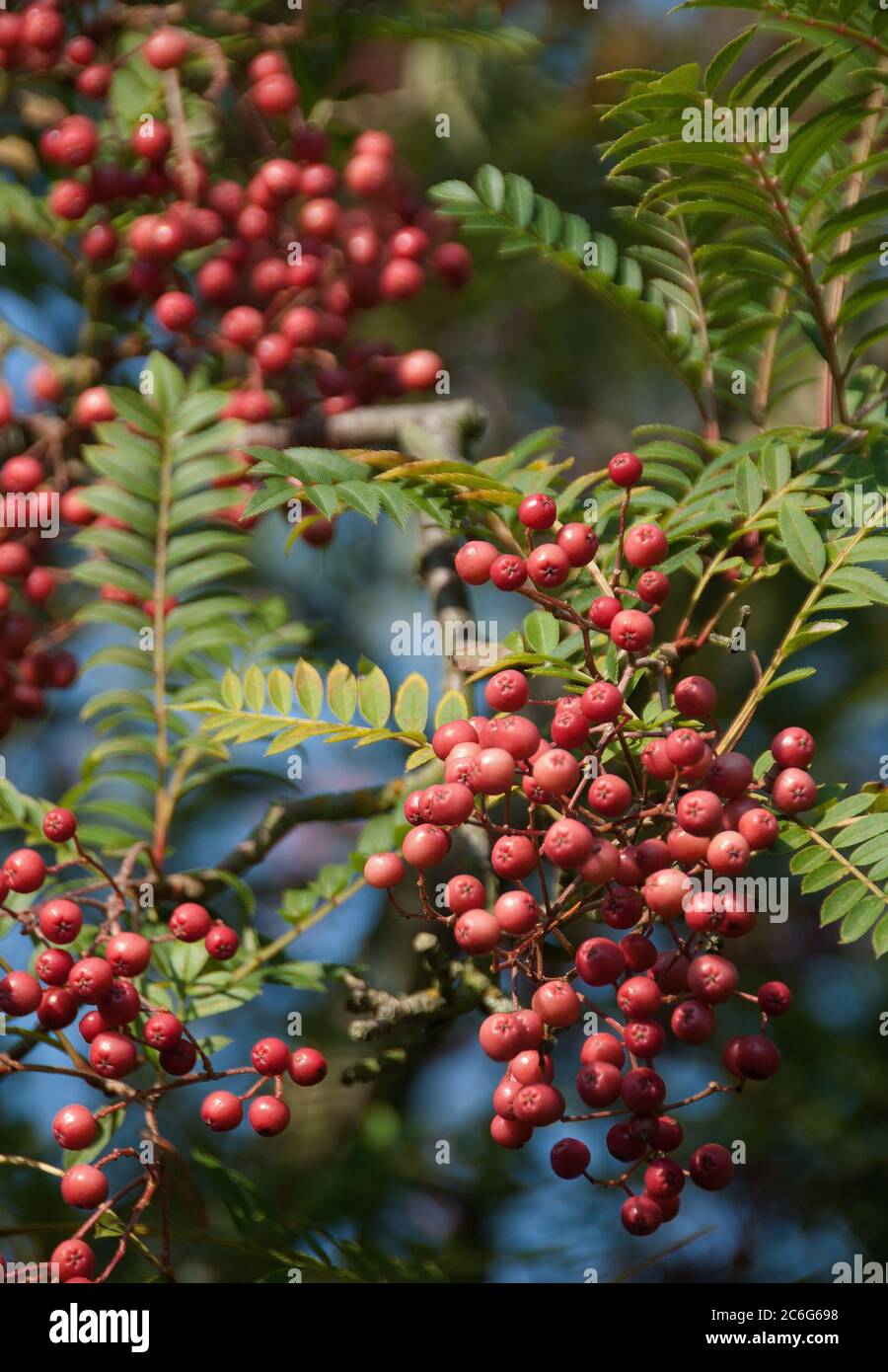 Sorbus vilmorinii hi-res stock photography and images - Alamy