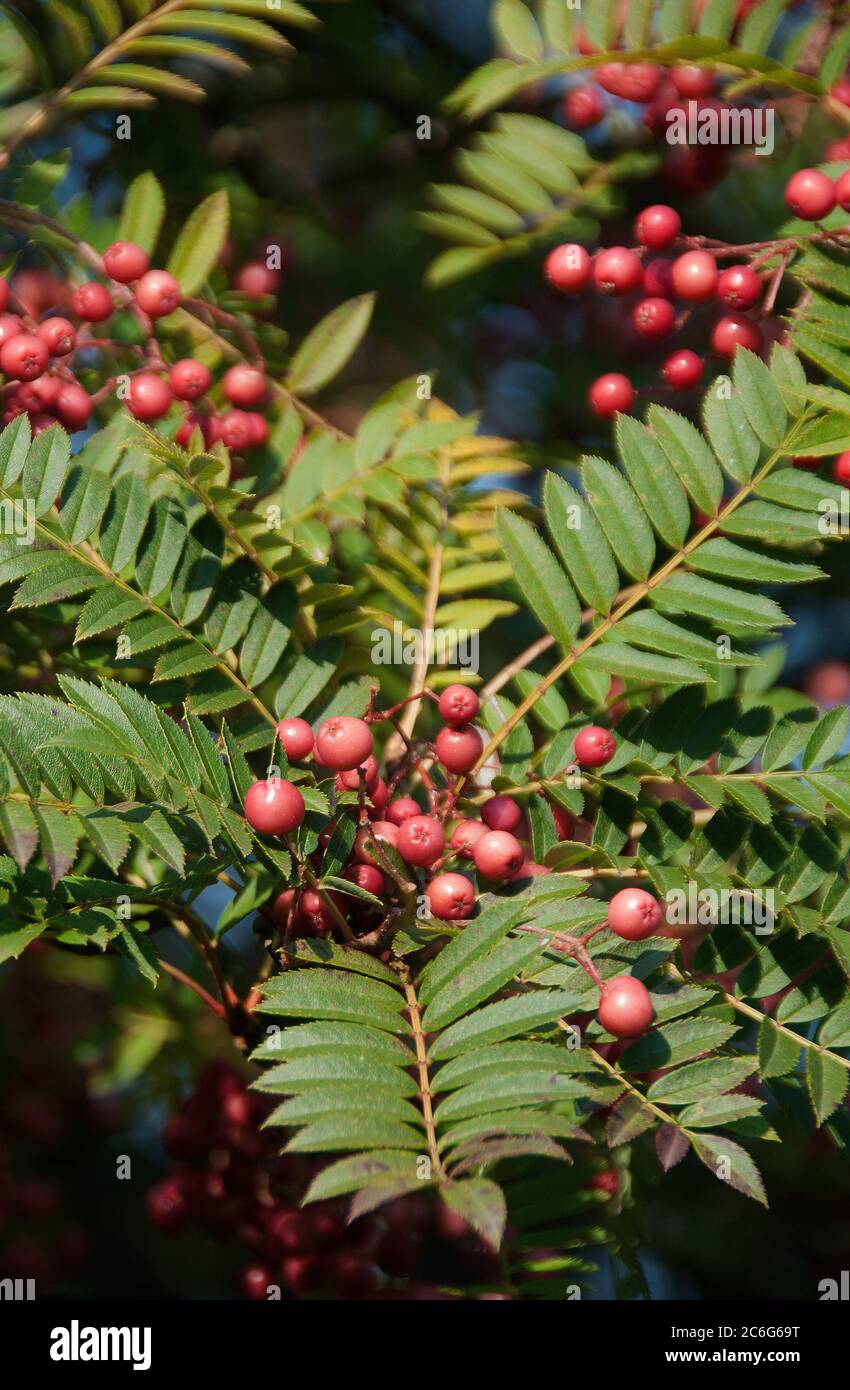 Sorbus vilmorinii hi-res stock photography and images - Alamy