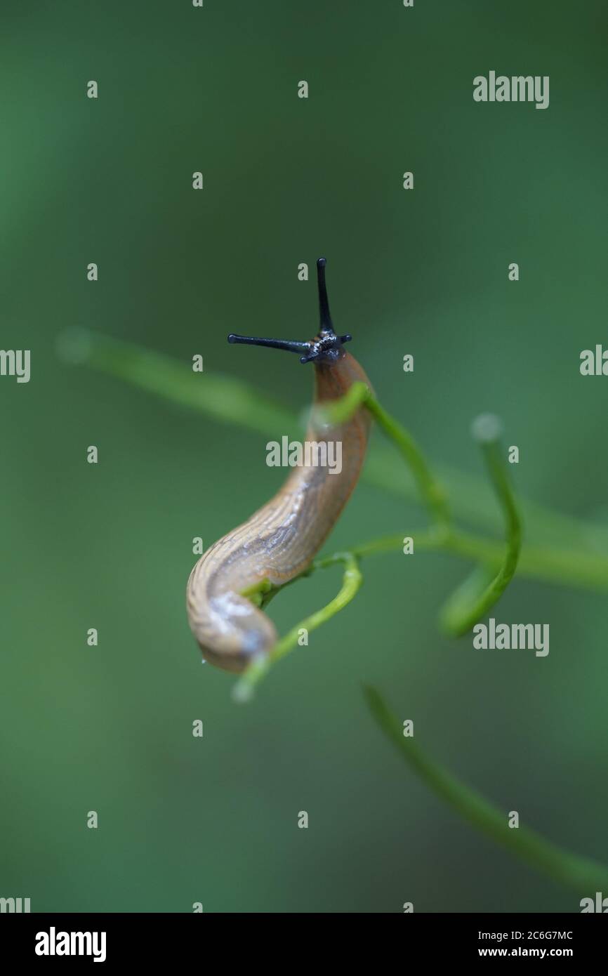 Slug on grass hi-res stock photography and images - Alamy