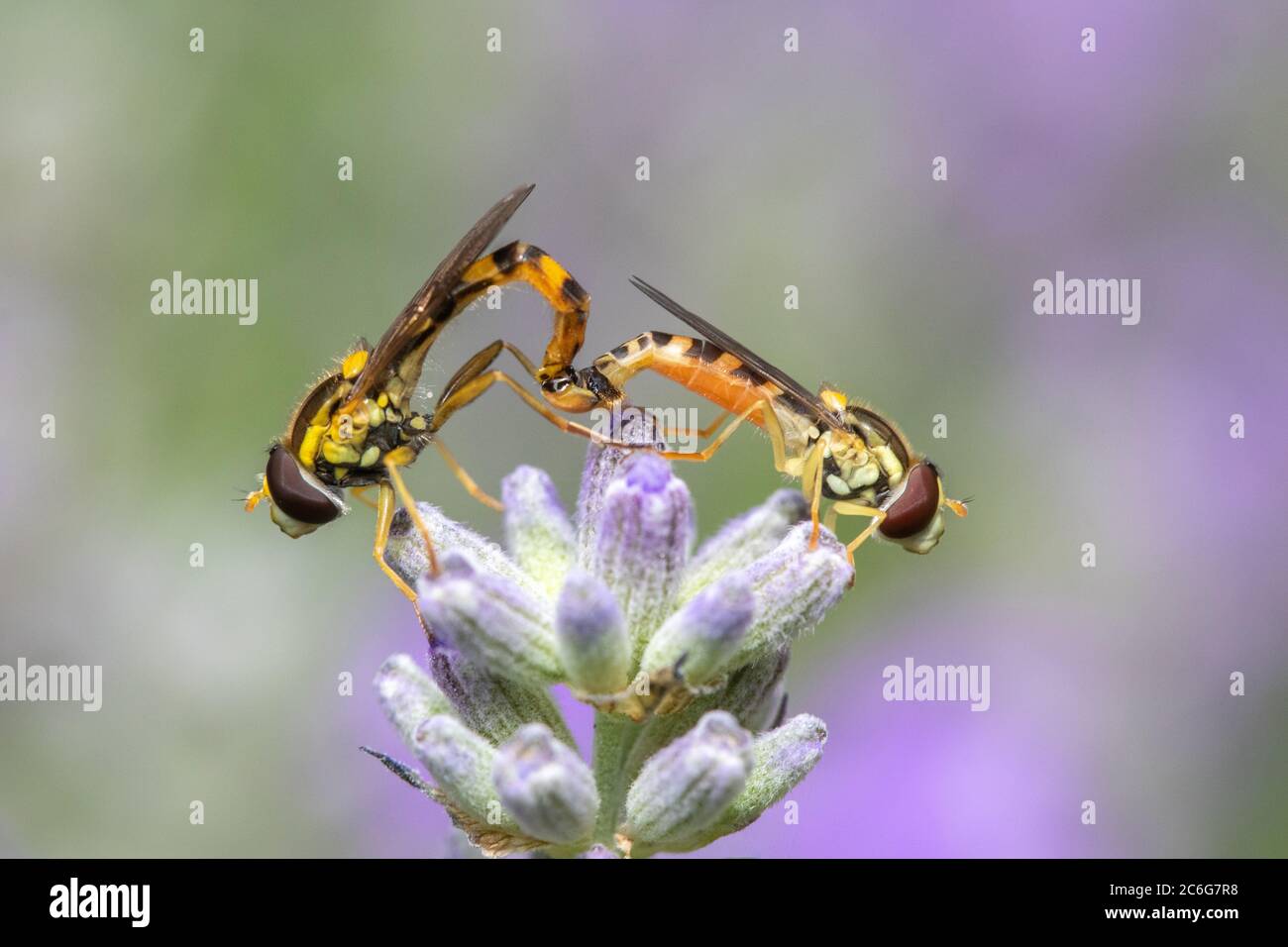 Lavandula angustifolia ashdown forest hi-res stock photography and ...