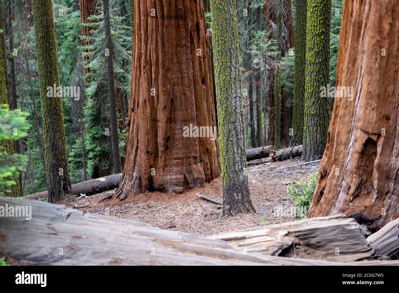 Sequoia national forest hi-res stock photography and images - Alamy