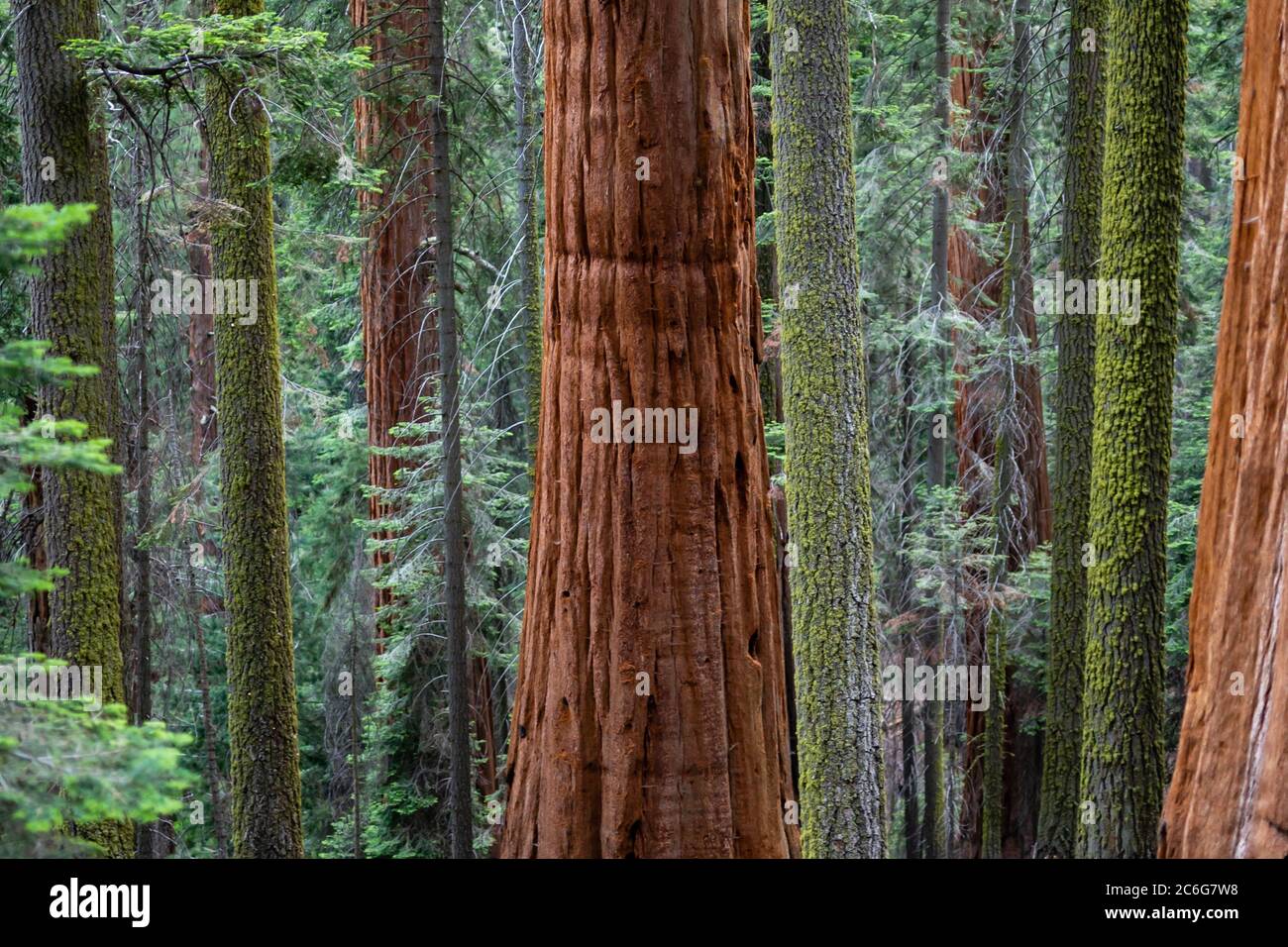 Natural landscapes in the Sequoia National Forest Stock Photo - Alamy